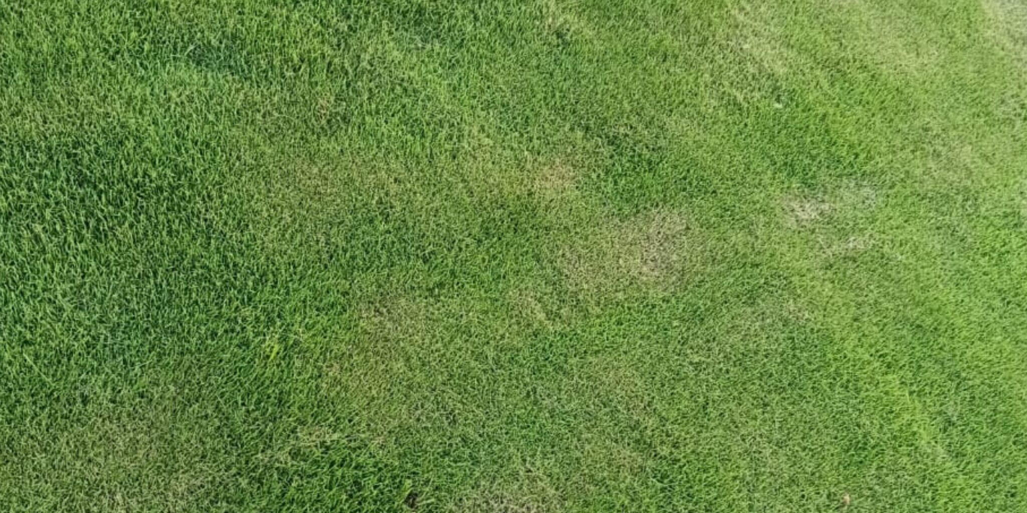 Natural Lawn Grass | Bermuda Lawn Natural Grass | Lawn Grass