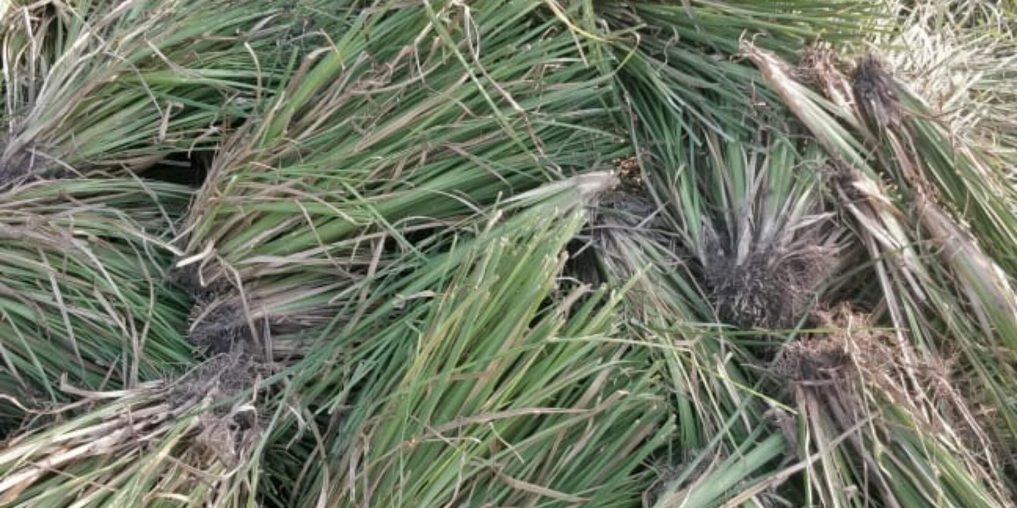Vetiver Grass | Manufacturer of Vetiver Grass | Buy Vetiver Balaji Nursery