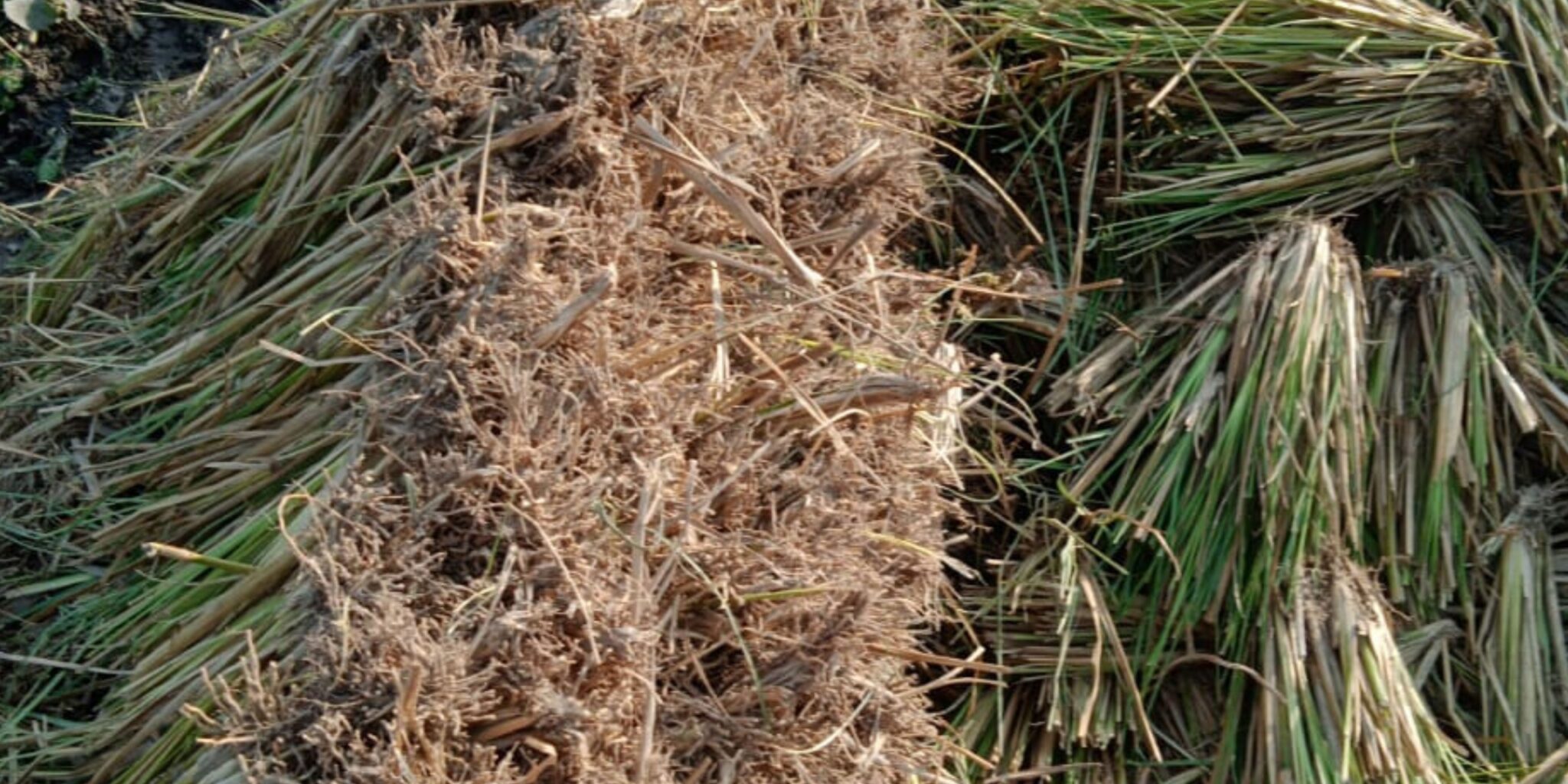 Vetiver Grass | Manufacturer of Vetiver Grass | Buy Vetiver Balaji Nursery