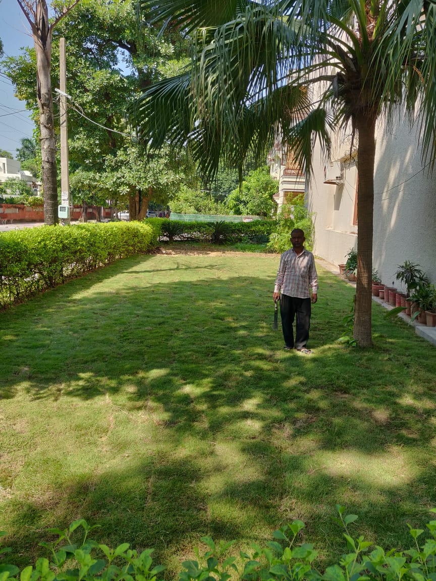 Types of Grass Which You Can Plant Near Trees - Balaji Nursery