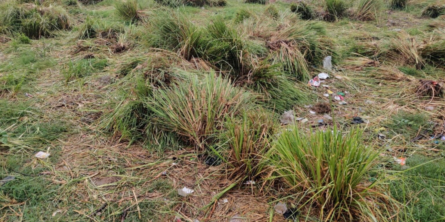Vetiver Grass | Manufacturer of Vetiver Grass | Buy Vetiver Balaji Nursery