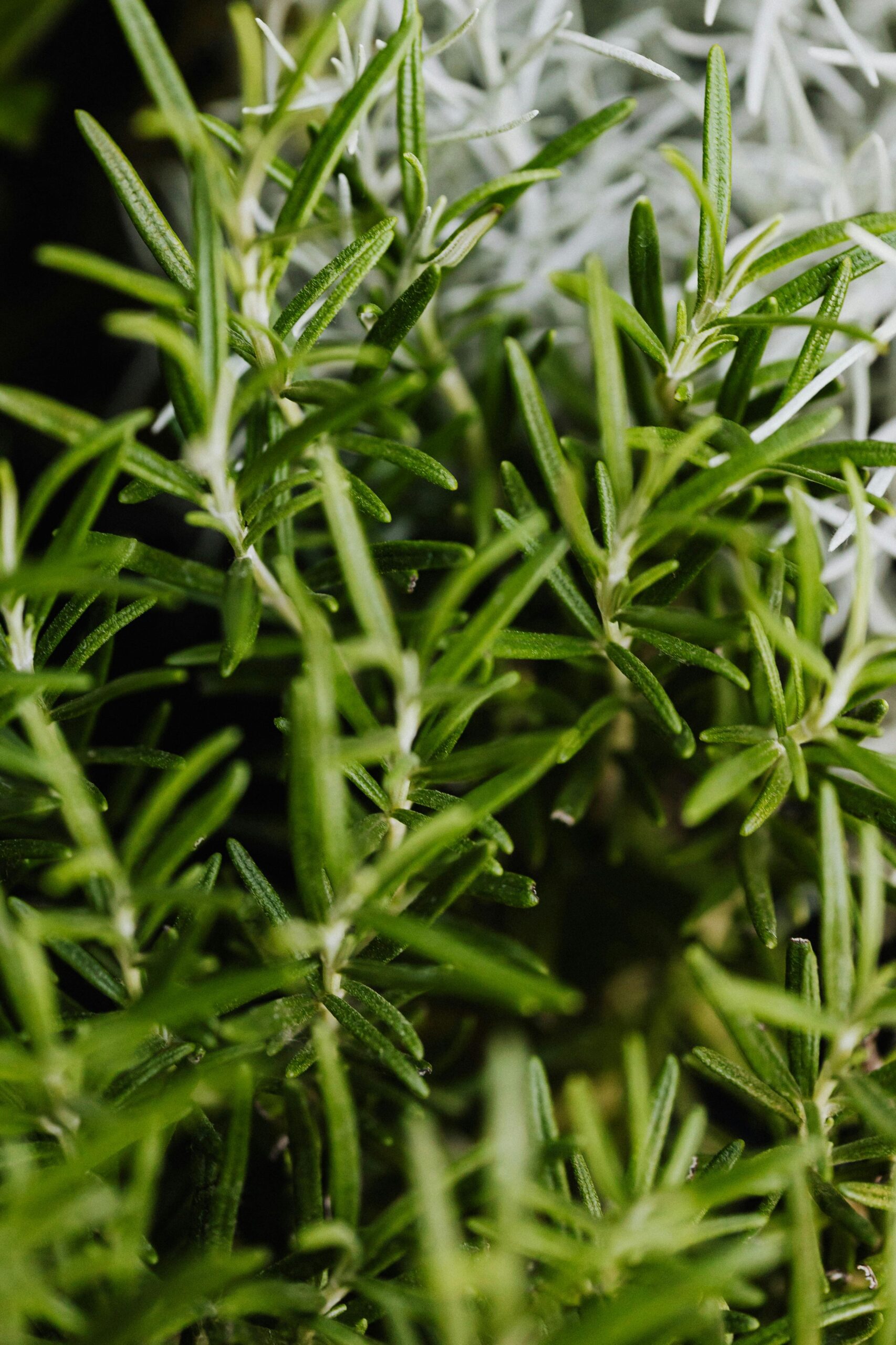 10 Stress Relieving Indoor plants for home - Balaji Nursery