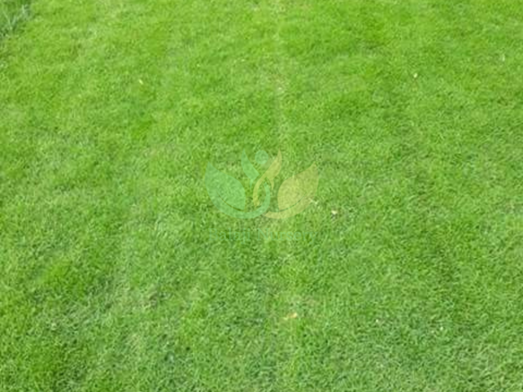 Types of Grass Which You Can Plant Near Trees - Balaji Nursery