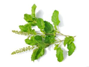 5 Easy Tips to Maintain a Tulsi Plant at Home - Balaji Nursery