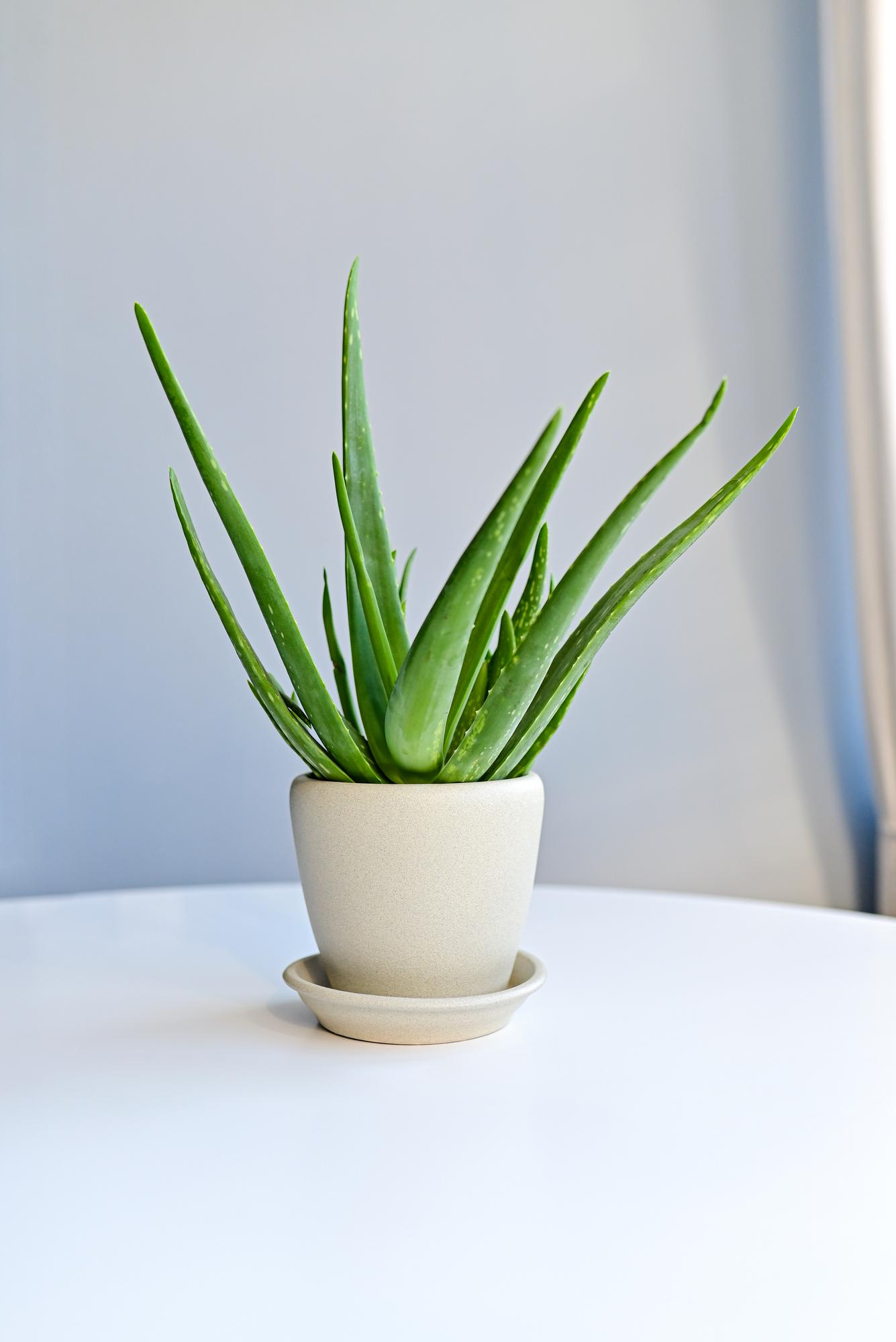 Top 10 Spiritual Plants You Must Have at Home (Explained)- Balaji Nursery