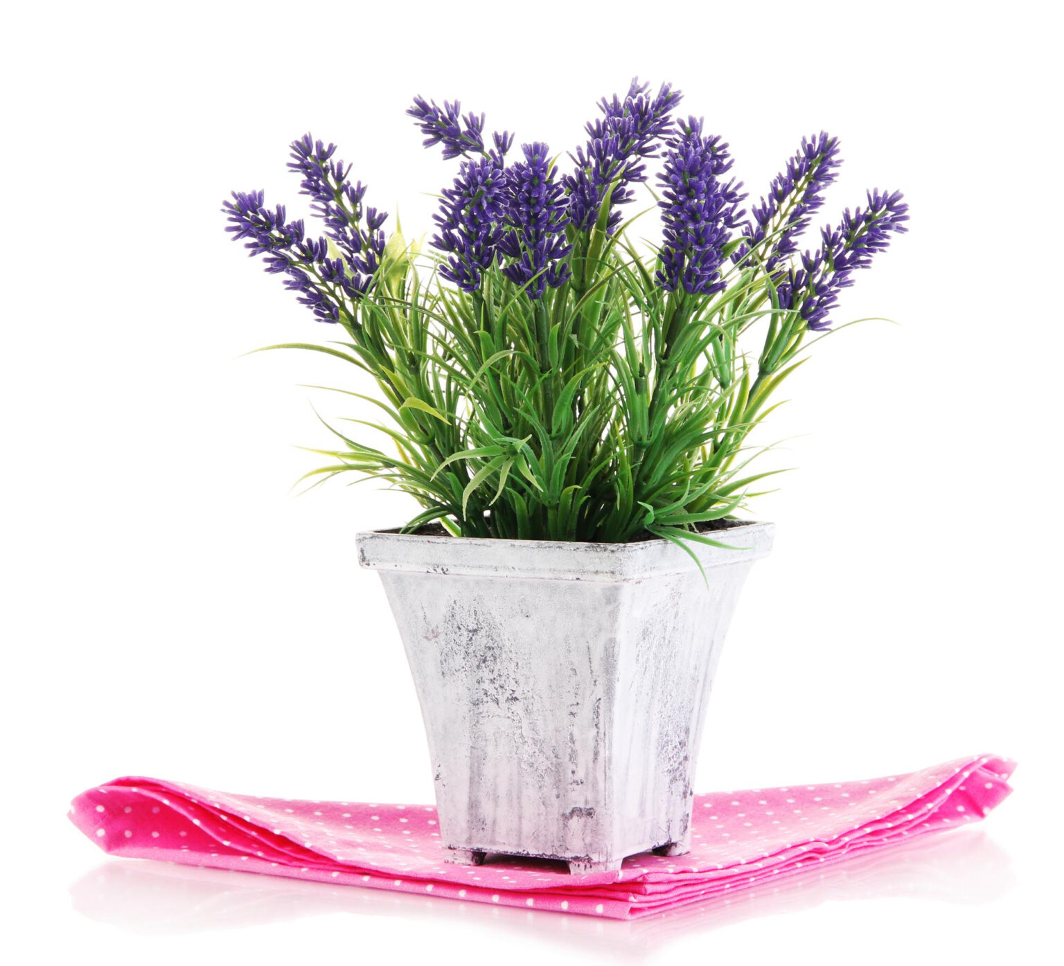 Top 10 Spiritual Plants You Must Have at Home (Explained)- Balaji Nursery