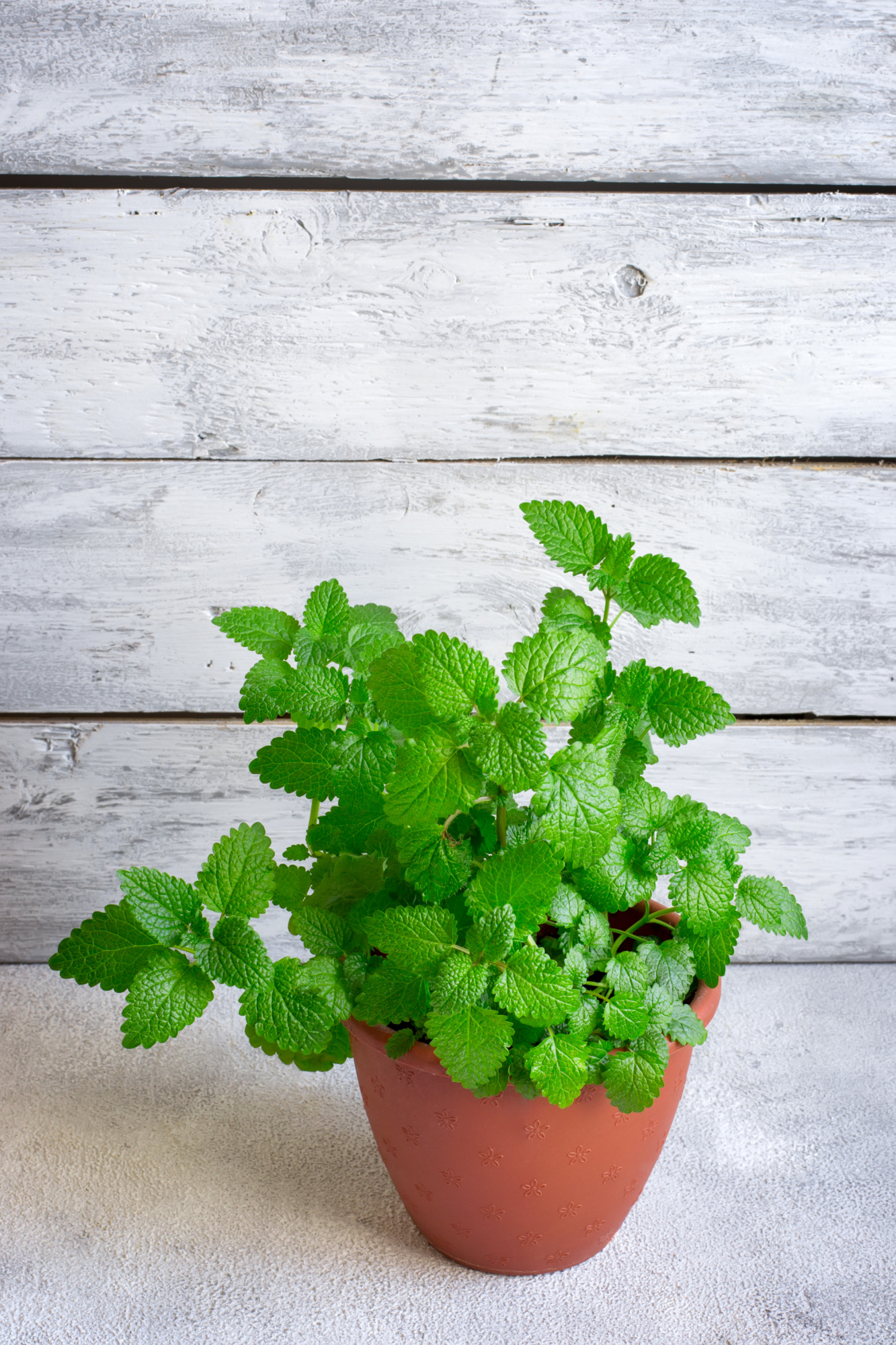 Grow These 5 Plants to Get Rid of Mice Naturally (Scientifically Proven)