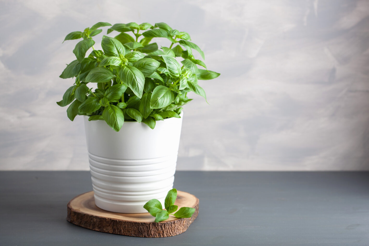 Top 10 Spiritual Plants You Must Have at Home (Explained)- Balaji Nursery