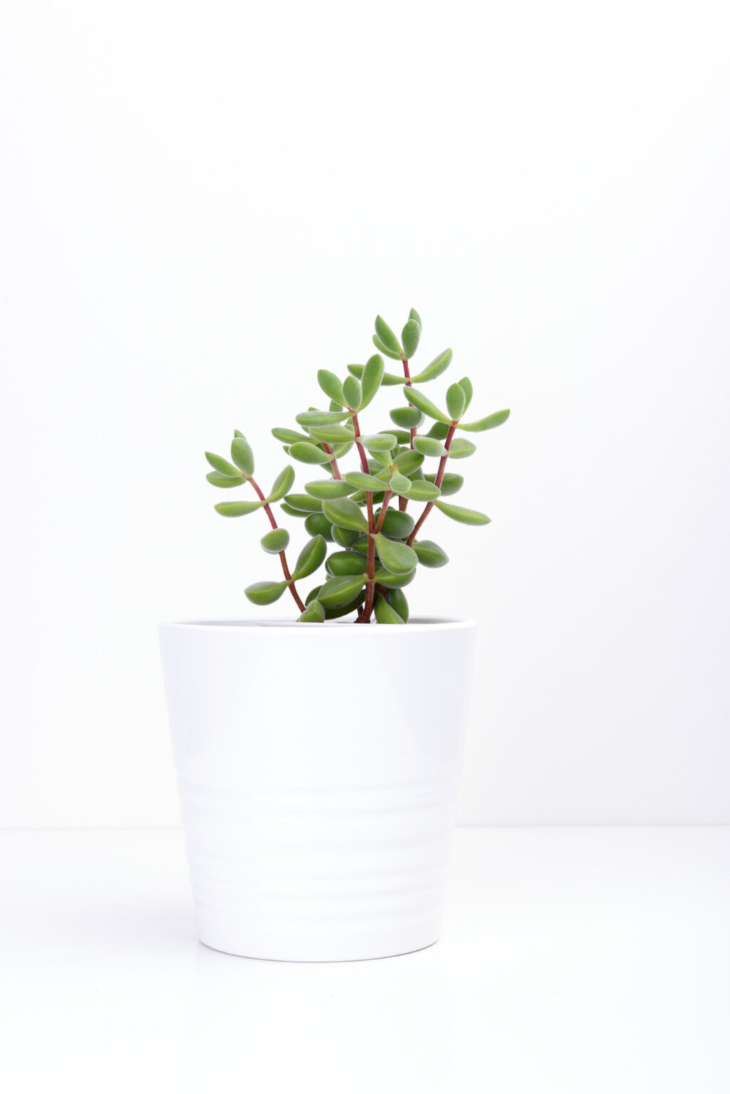 Top 10 Spiritual Plants You Must Have at Home (Explained)- Balaji Nursery