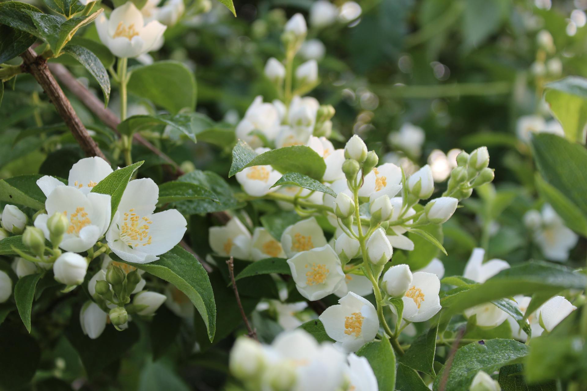 Jasmine Plant Care Guide – Boost Blooms & Fragrance (5 Proven Tips)