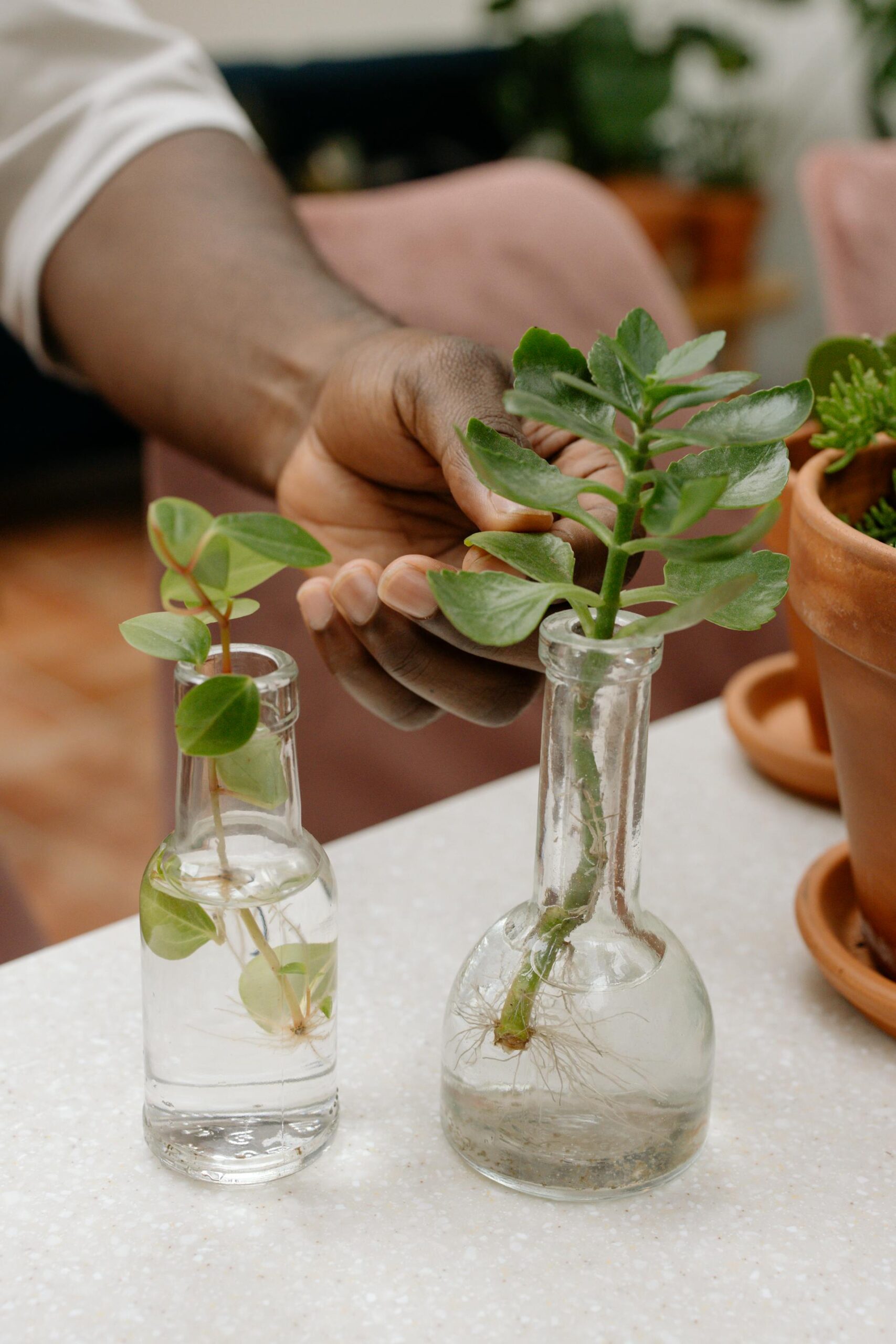 10 plants you can easily grow in a bottle - Balaji Nursery