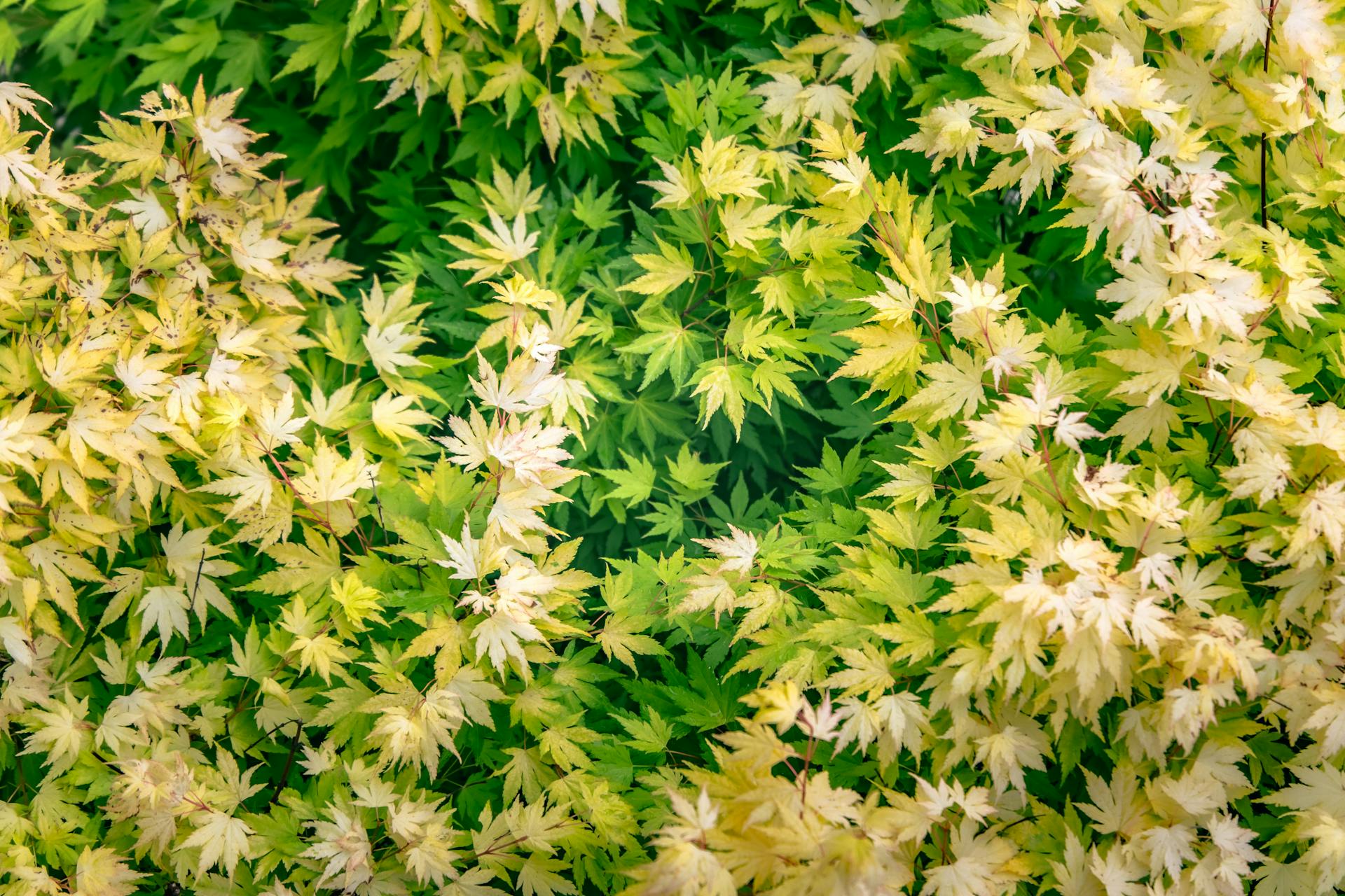 5 Causes For Your Plant’s Yellow Leaves - Balaji Nursery