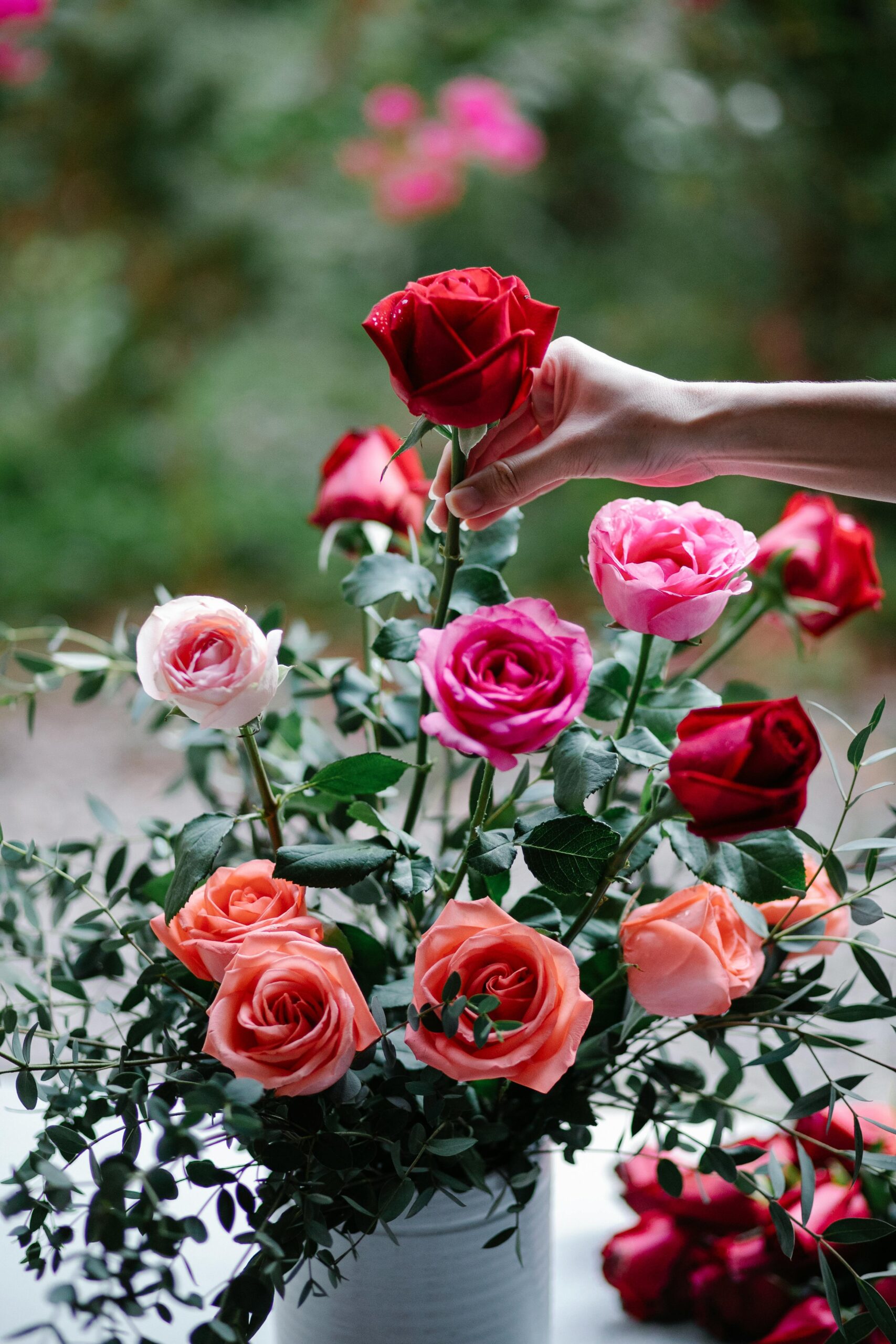 5 simple tips to maintain a rose plant at home - Balaji Nursery