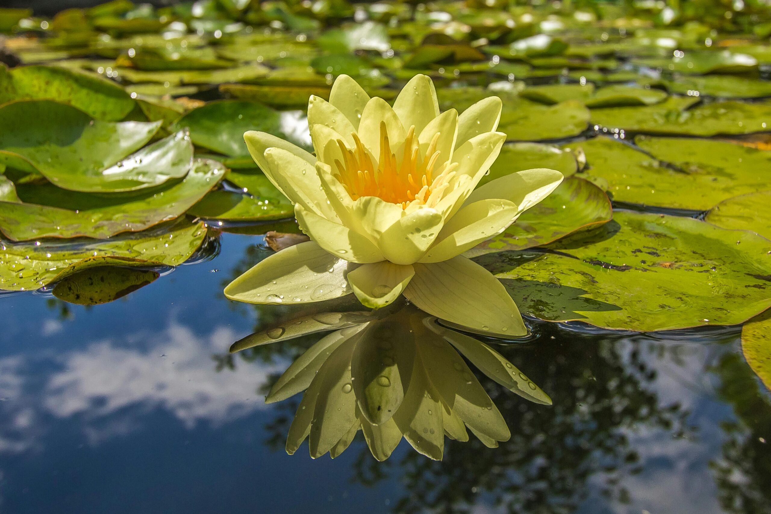 Different Types of Official Flowers of 6 Nations Around the World