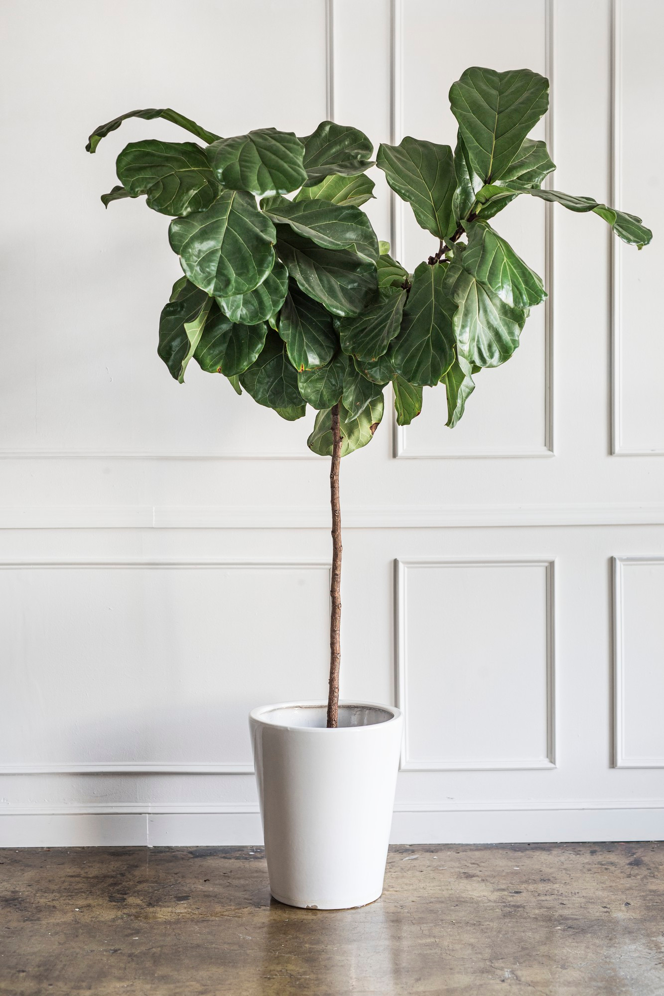 5 gorgeous tall indoor plants to amp up your space - Balaji Nursery