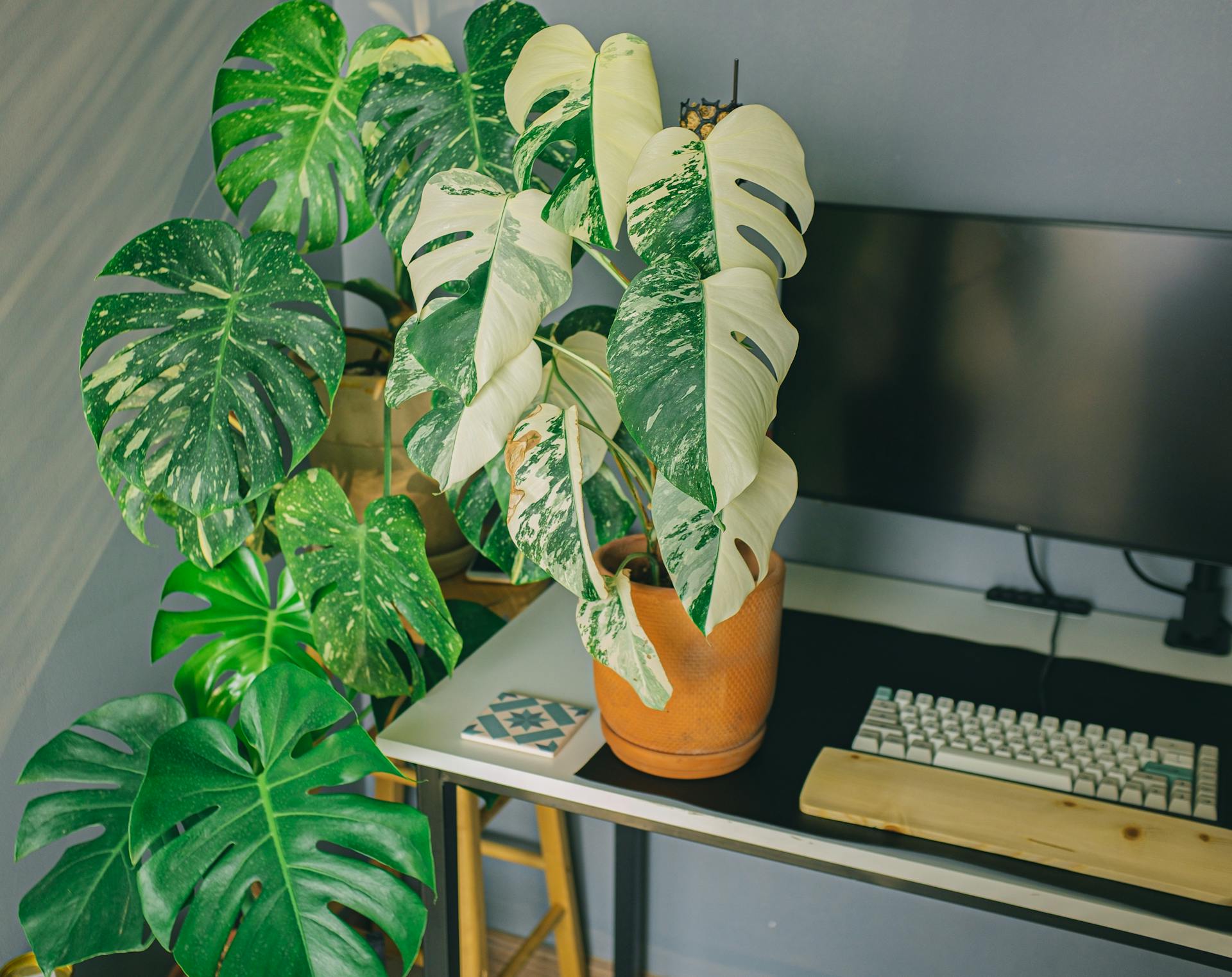 5 gorgeous variegated plants to bring home - Balaji Nursery