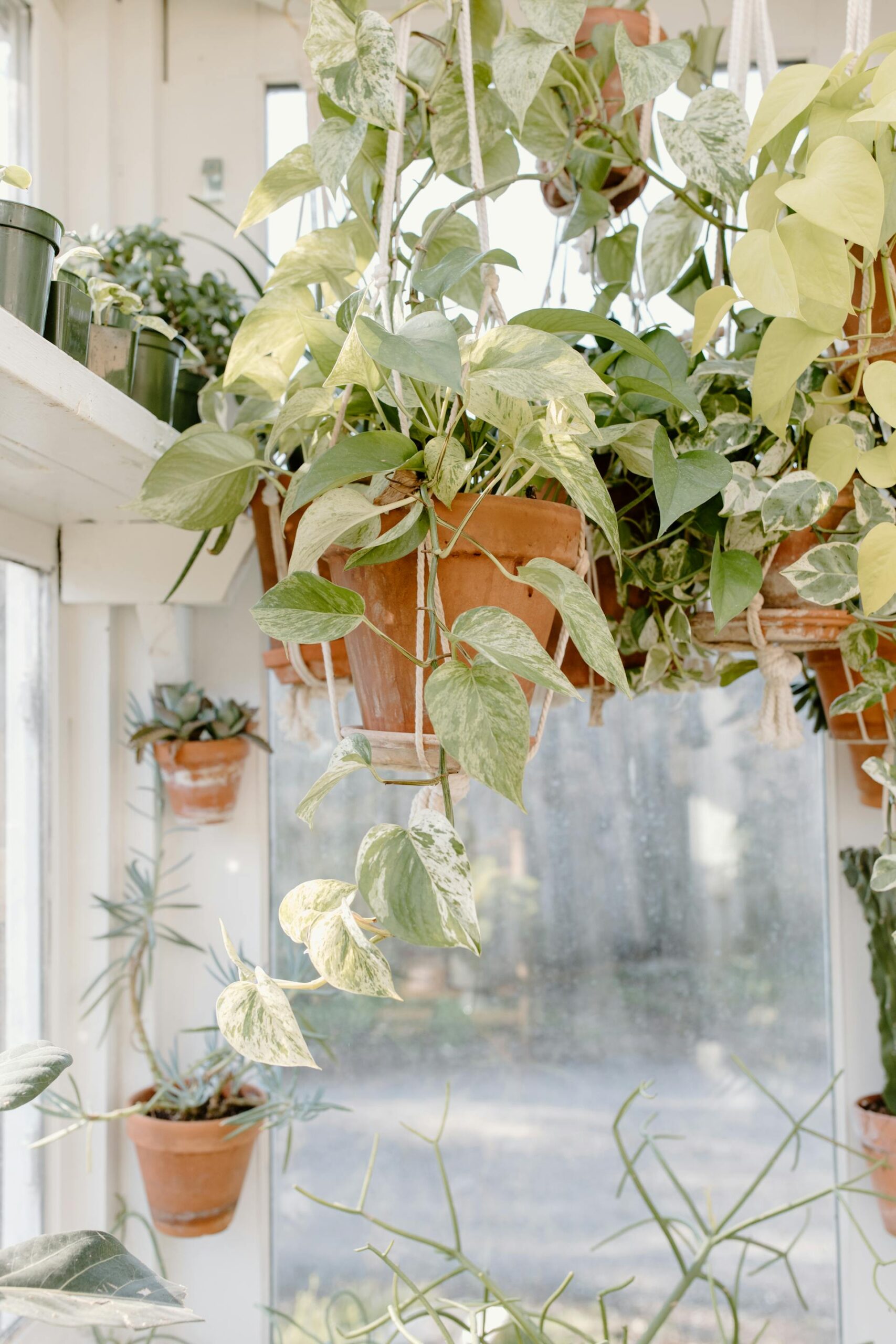 7 Best Low-Maintenance Outdoor Hanging Plants for Your Home - Balaji ...