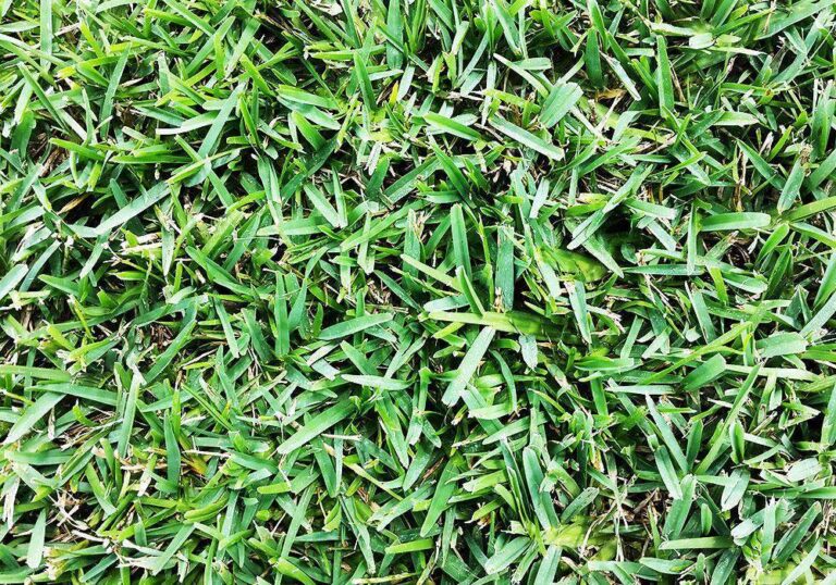 St. Augustine Grass The Complete Guide - Balaji Nursery