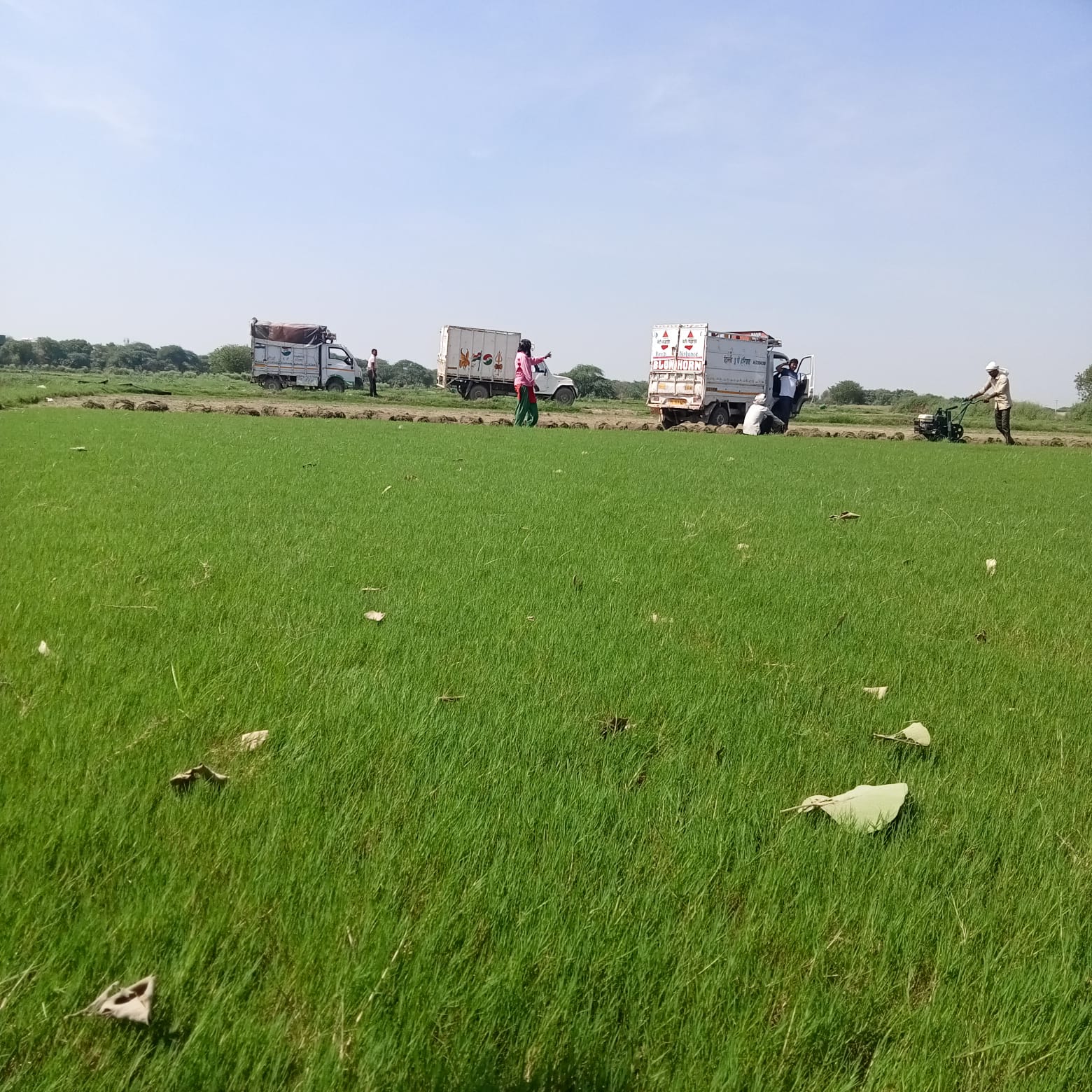 10 Best Lawn Grasses in India (2026) – Low Maintenance & Fast Growing