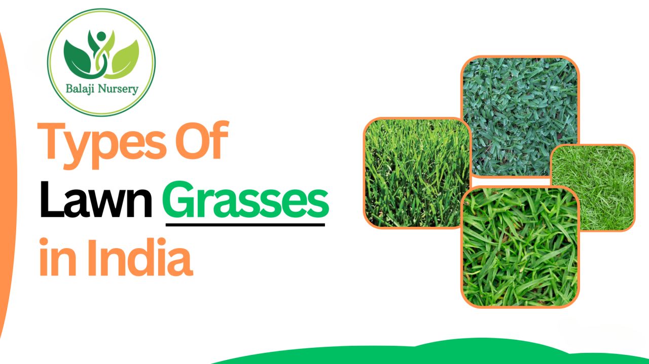 10 Types Of Lawn Grasses You Should Know About - Balaji Nursery