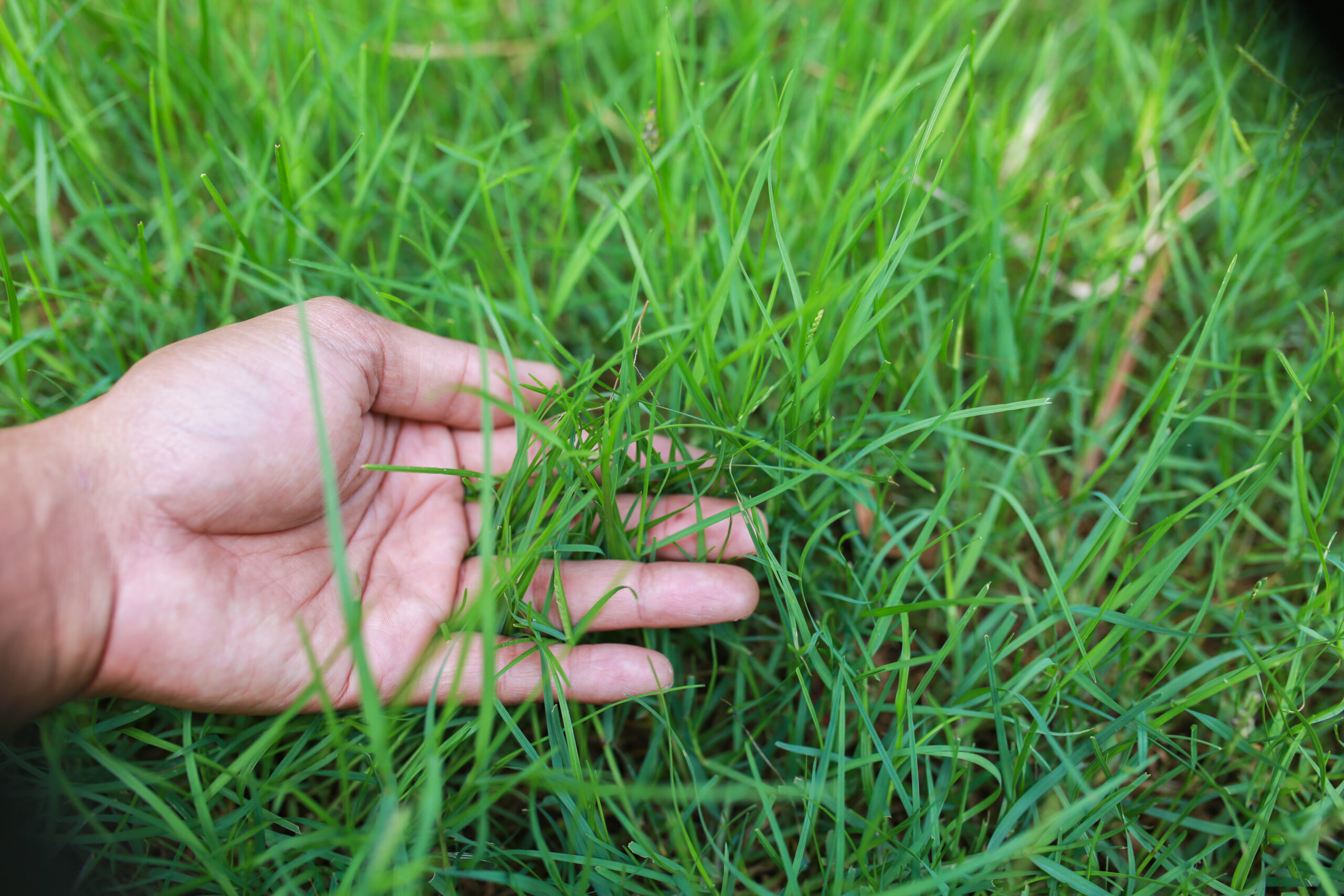 Selection No. 1 Carpet Grass Seed - Transform Your Yard - Balaji Nursery