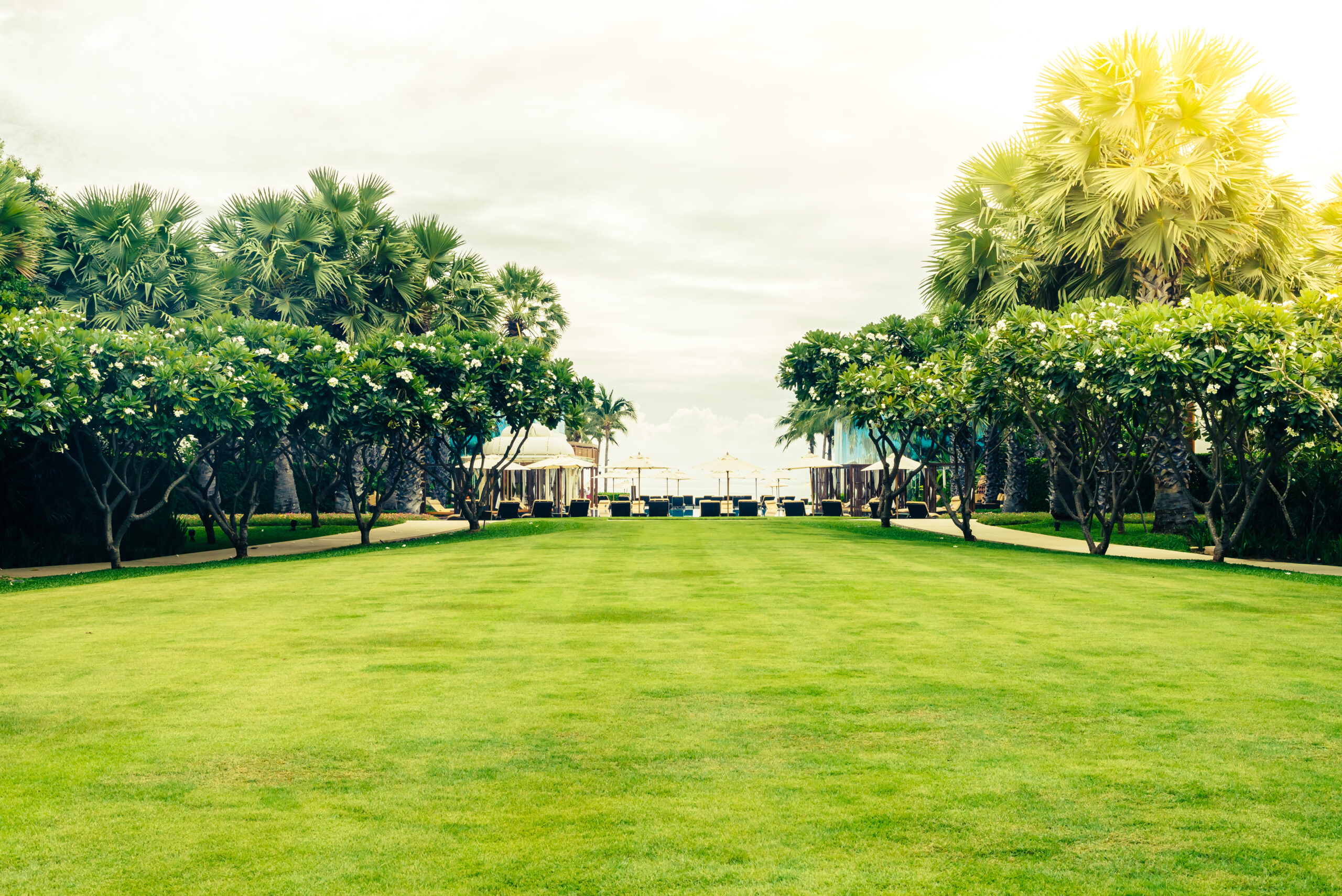 Best Lawn Grass in Punjab (2026) – Low Maintenance & Fast Growing Options