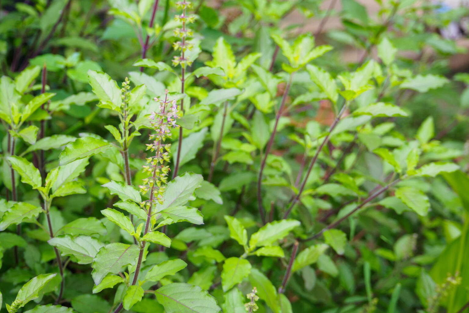 Rules to follow when having a Tulsi plant at home - Balaji Nursery
