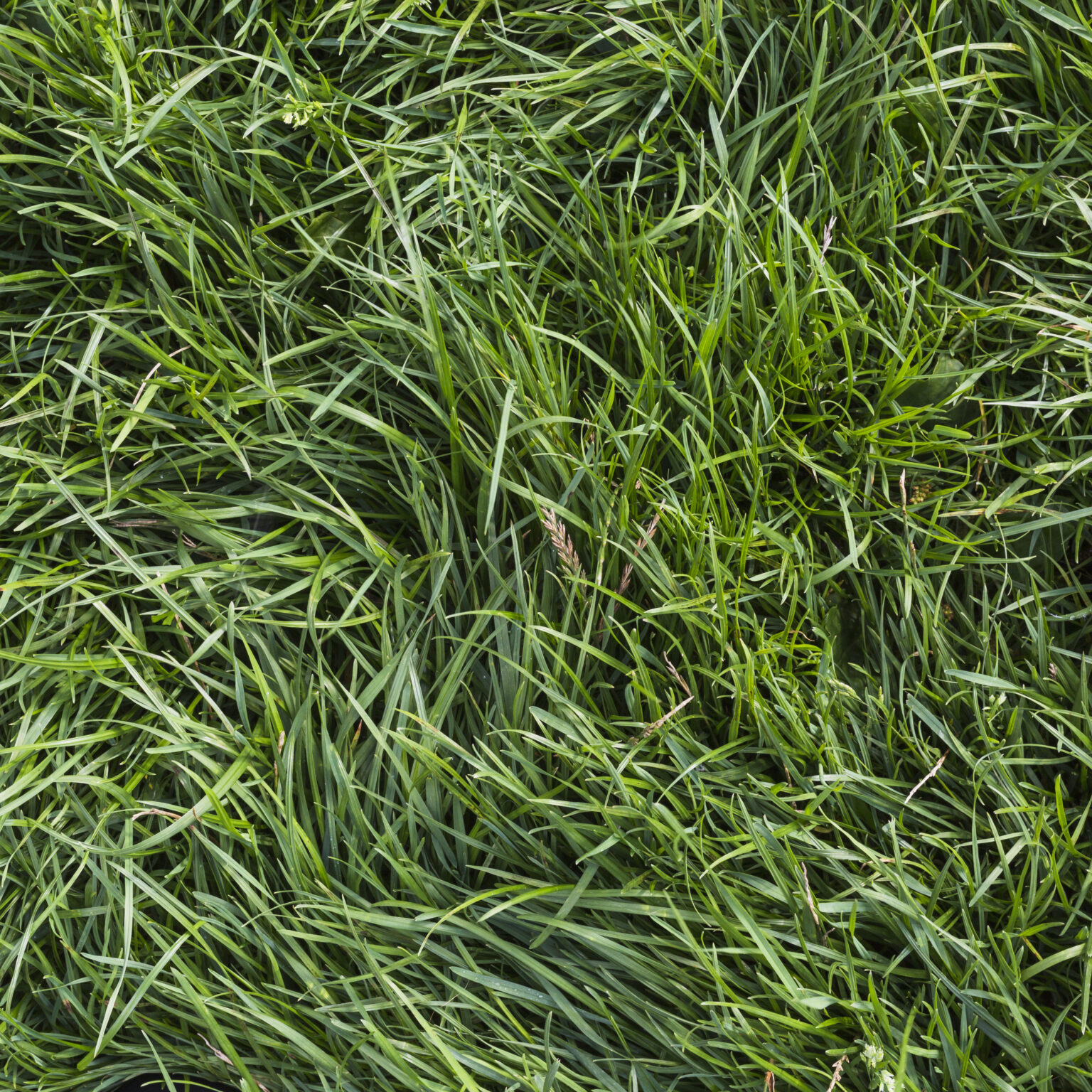 7 Best Lawn Grasses That Hardly Need Mowing in India (Low Maintenance ...