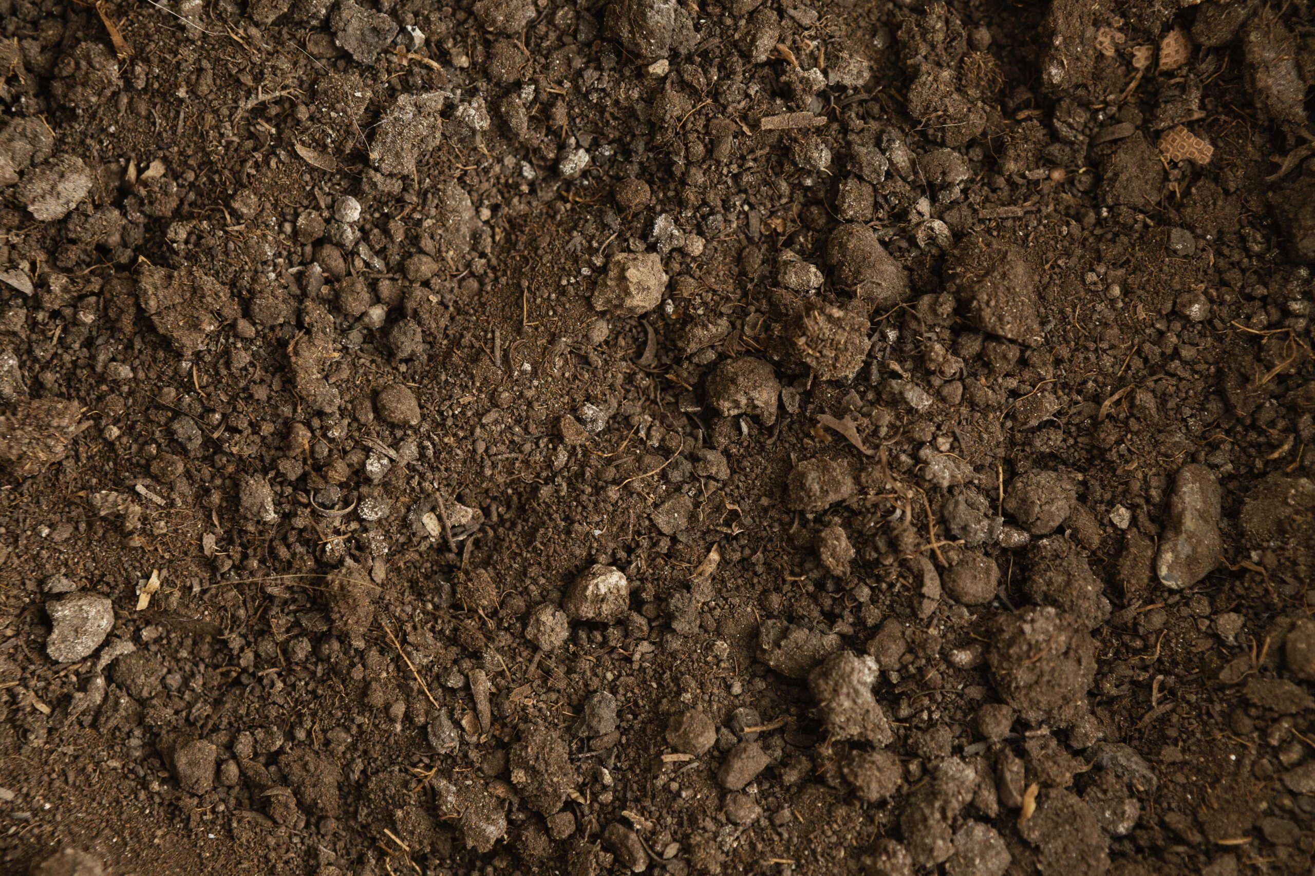 Best Soil for Garden Grass in India & Punjab 🌱 | Balaji Nursery Guide