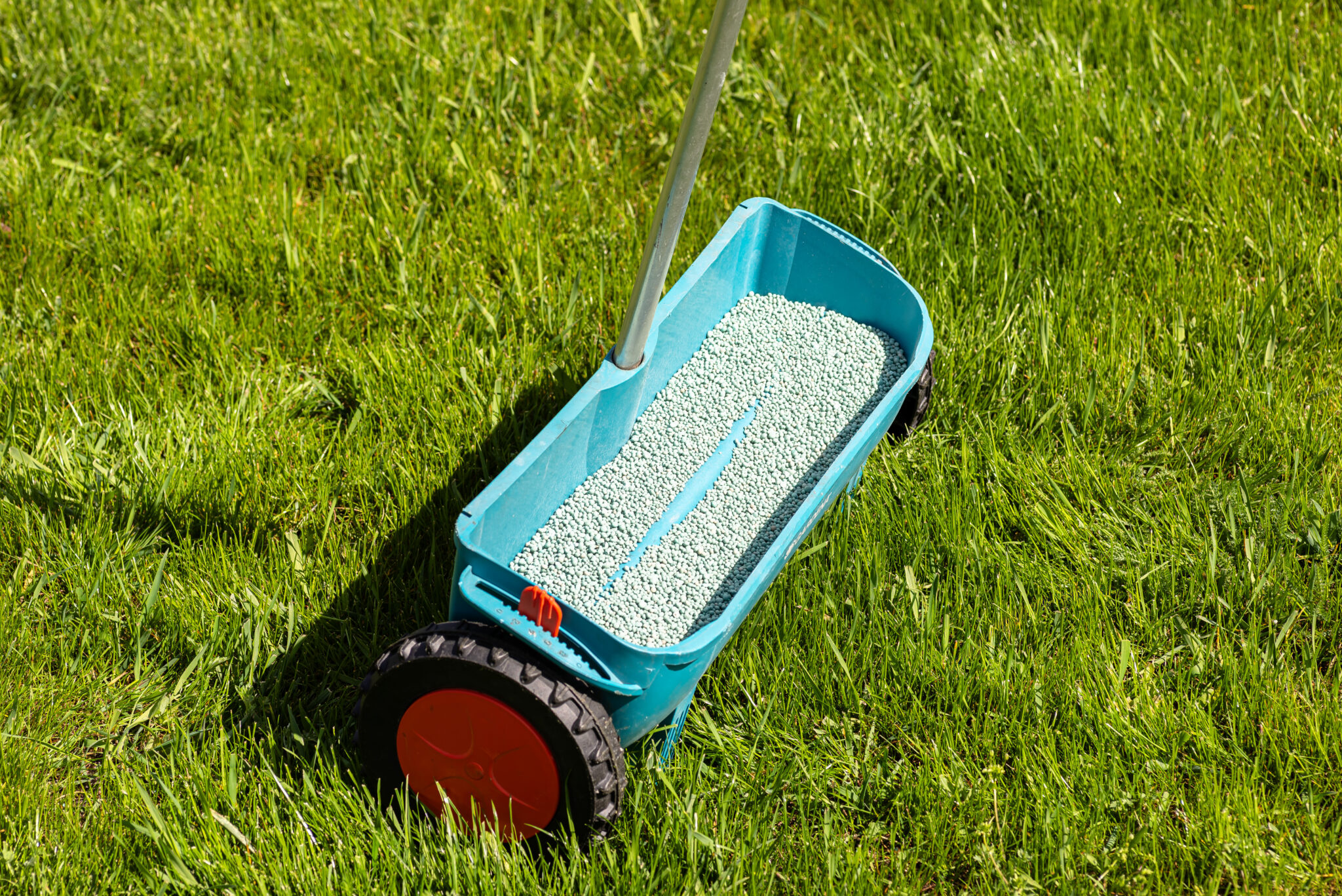 Essential Fertilization Tips for Healthy Natural Lawn Grass - Balaji ...