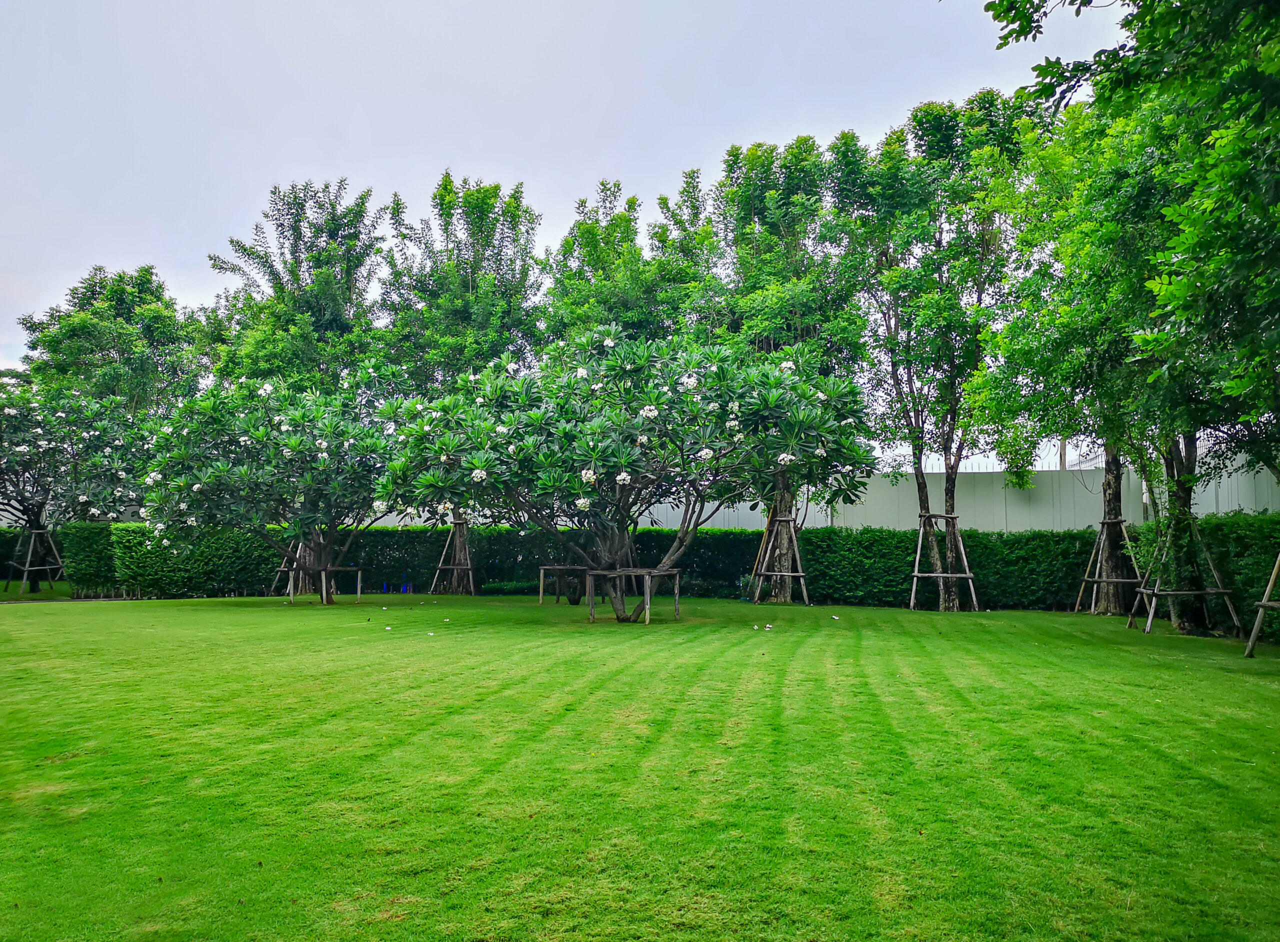 7 Secrets to Keep Your Natural Lawn Grass Healthy and Green - Balaji ...