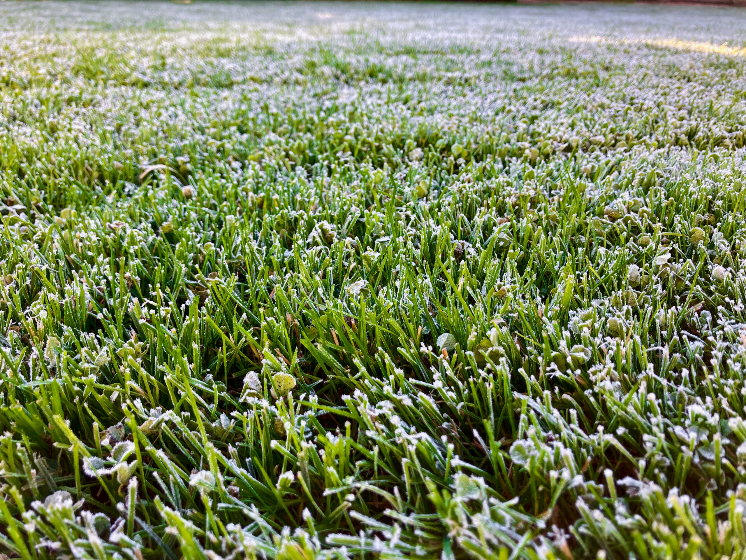 Prepare Your Natural Lawn Grass for Winter: A Step-by-Step Guide ...