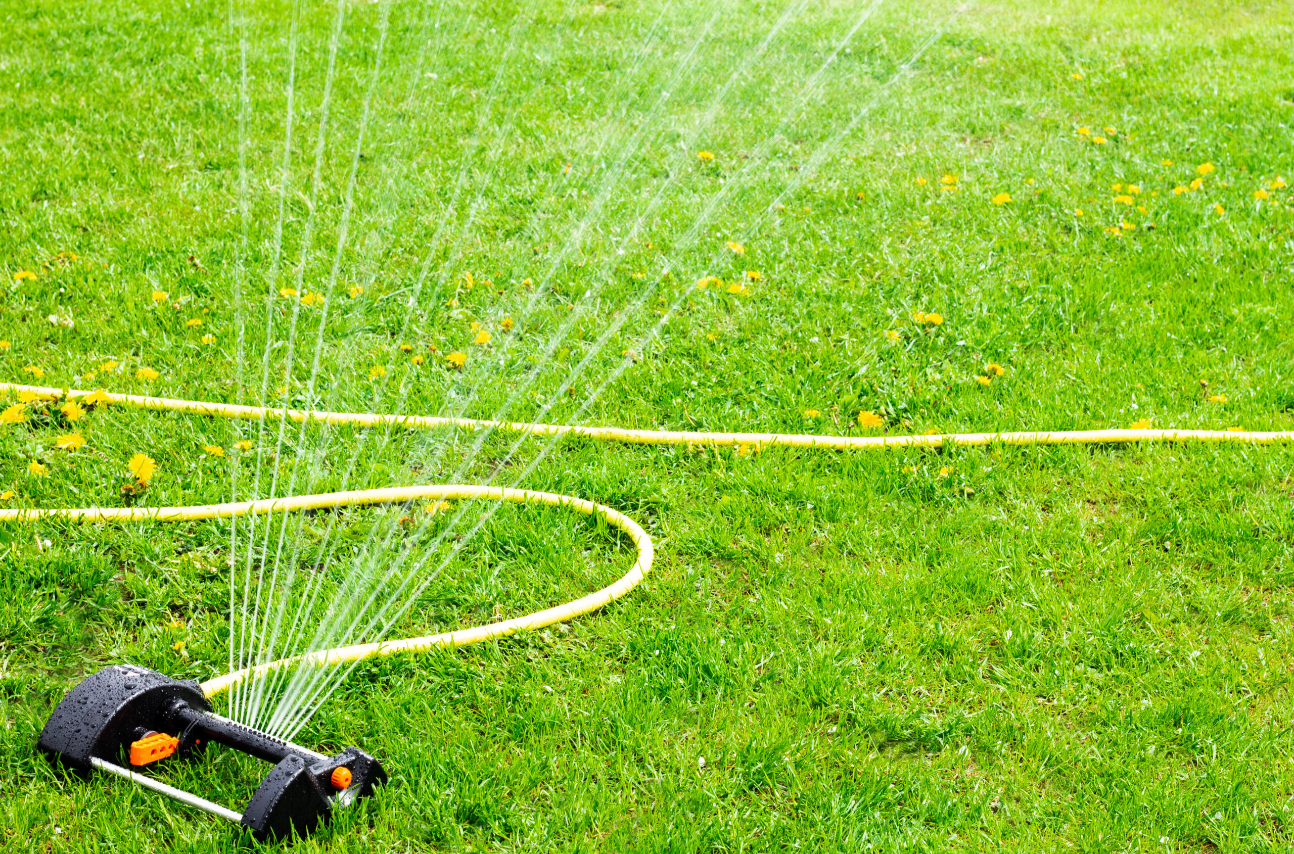 Effective Lawn Watering Techniques for Healthy Grass - Balaji Nursery