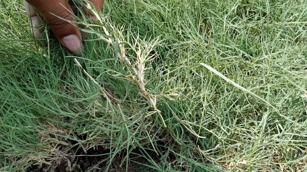 Loose Natural Lawn Grass for Dibbling Technique - Balaji Nursery