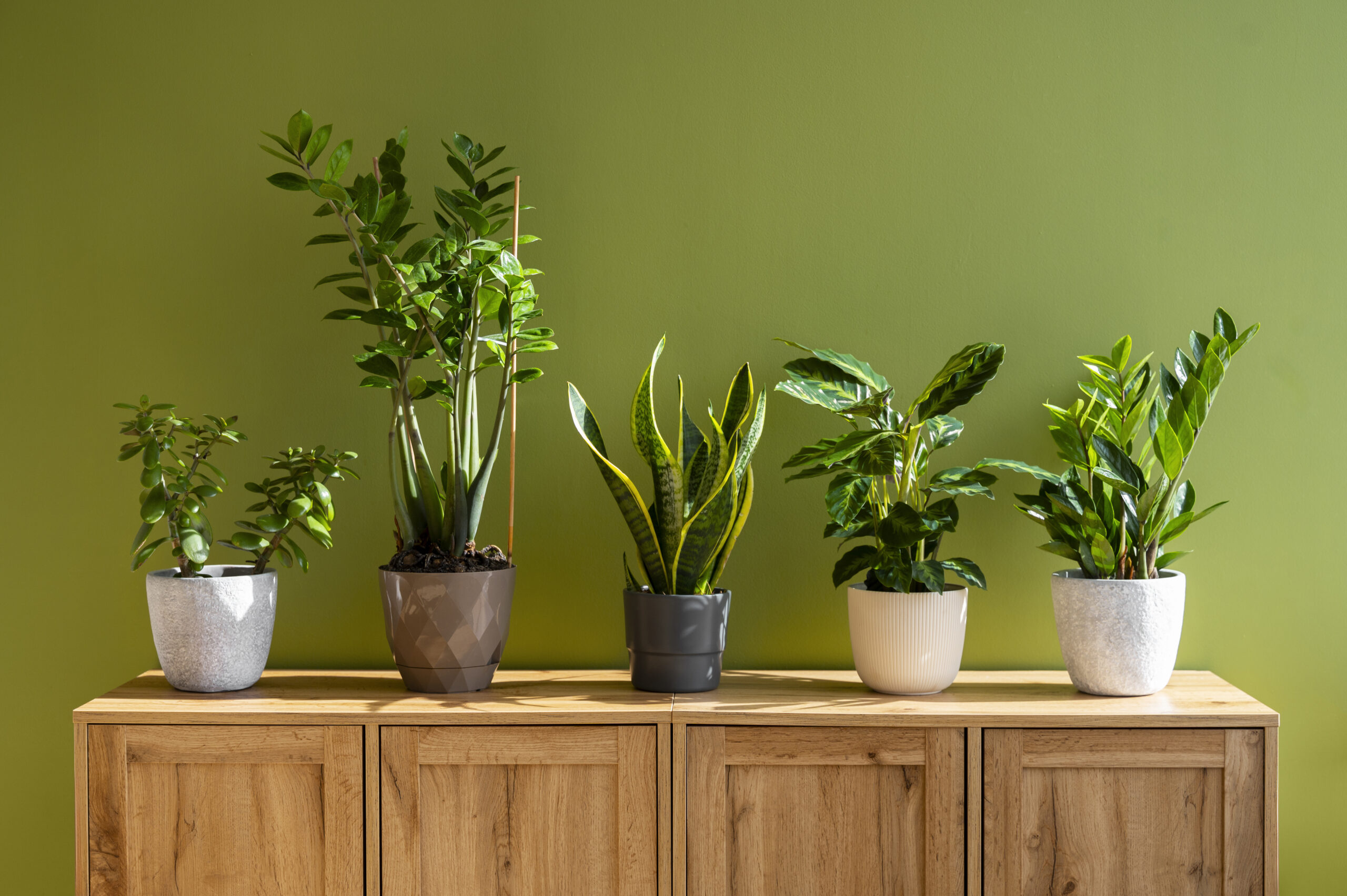 9 Best Indoor Plants for Stress Relief (Doctor-Recommended & Easy Care)
