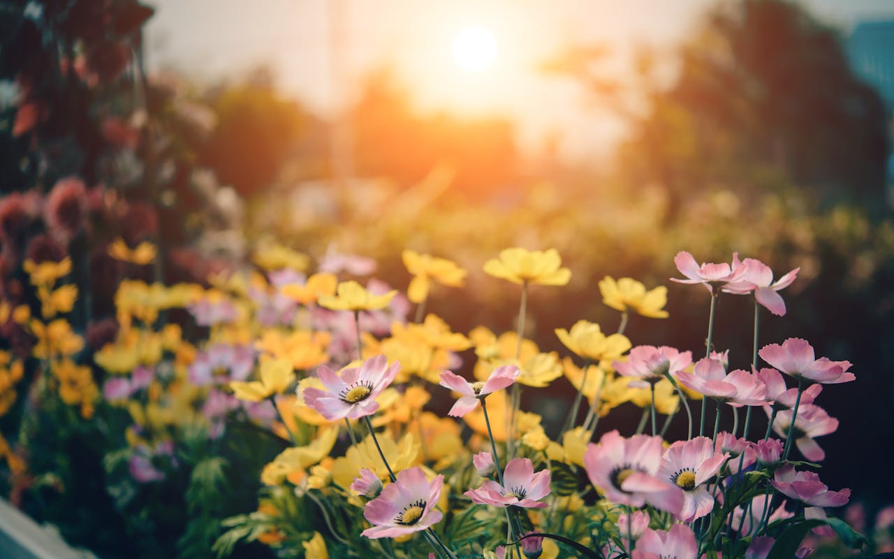 10 Sacred Flowers and Their Spiritual Significance - Balaji Nursery
