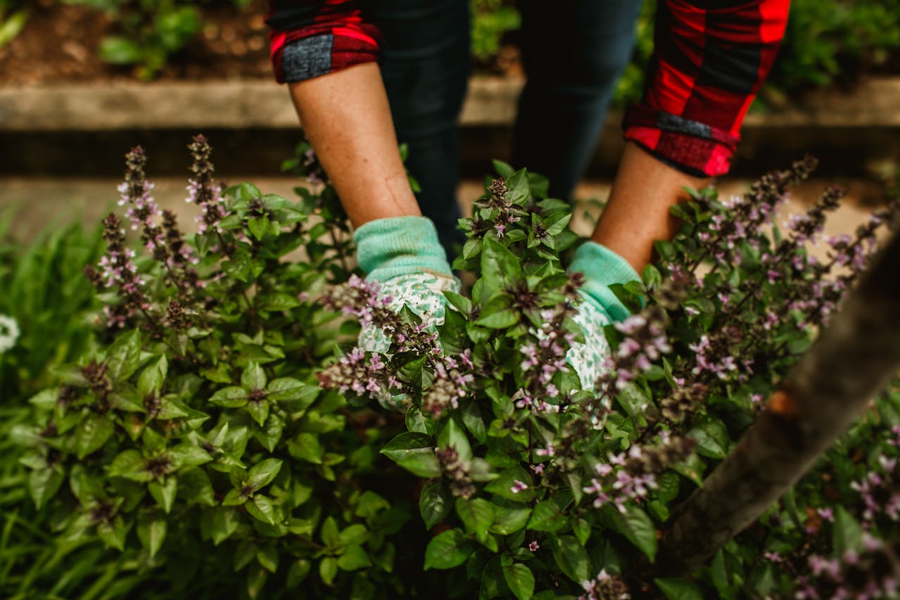 How to Maintain Tulsi Plant at Home (Complete Guide) - Balaji Nursery