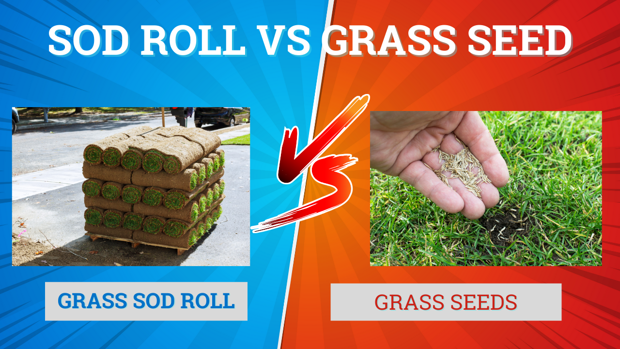 Sod Roll vs Grass Seed: Go Green Faster with Sod