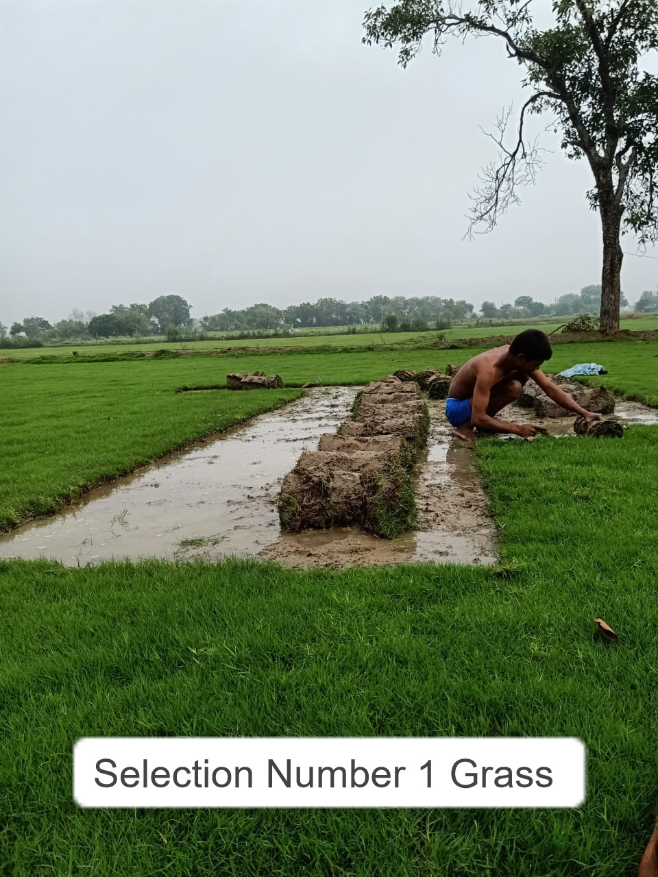 The Best Grass for Hot and Humid Climates – Top Choices - Balaji Nursery