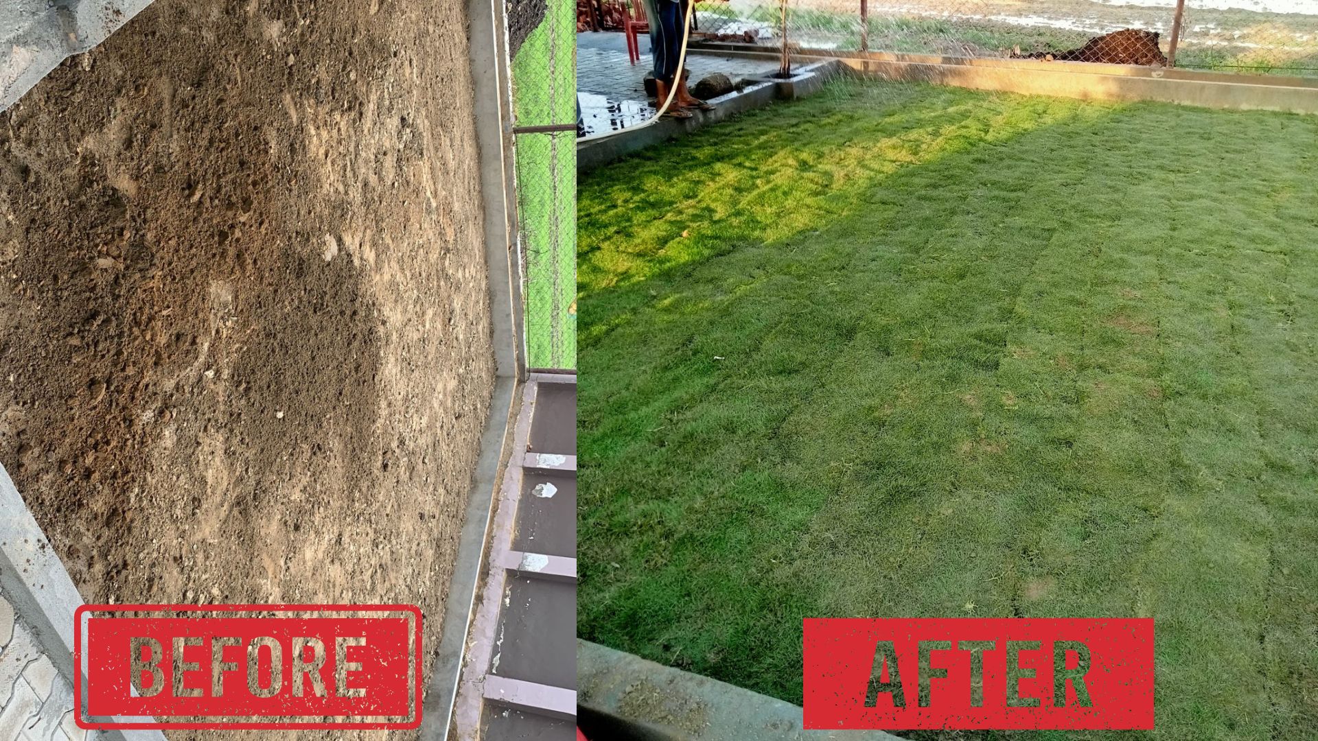 From Soil to Turf: Timeline of Growing Natural Lawn Grass - Balaji Nursery