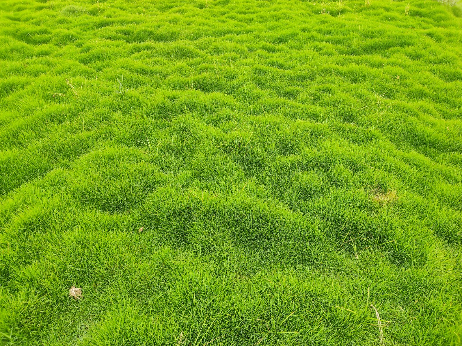 No-Mow Grass for Shady Areas: A Complete Guide - Balaji Nursery