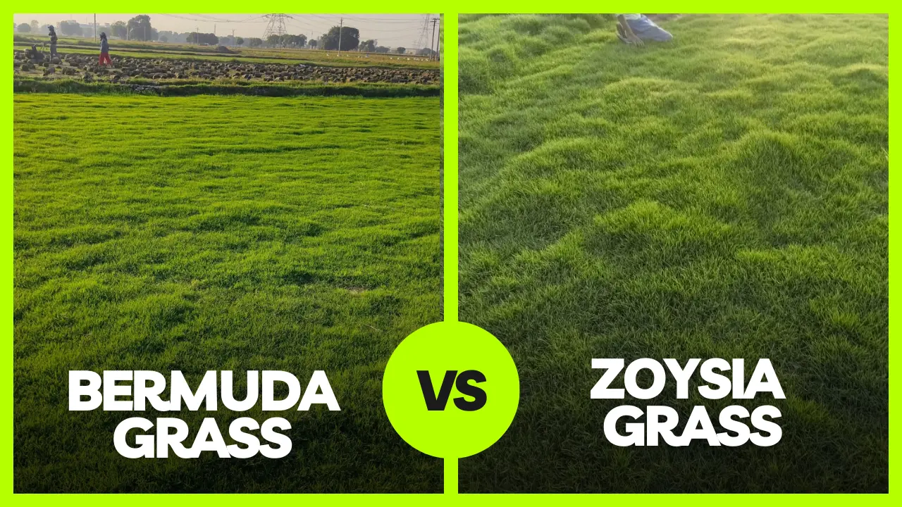 Zoysia Grass Vs Bermuda Grass