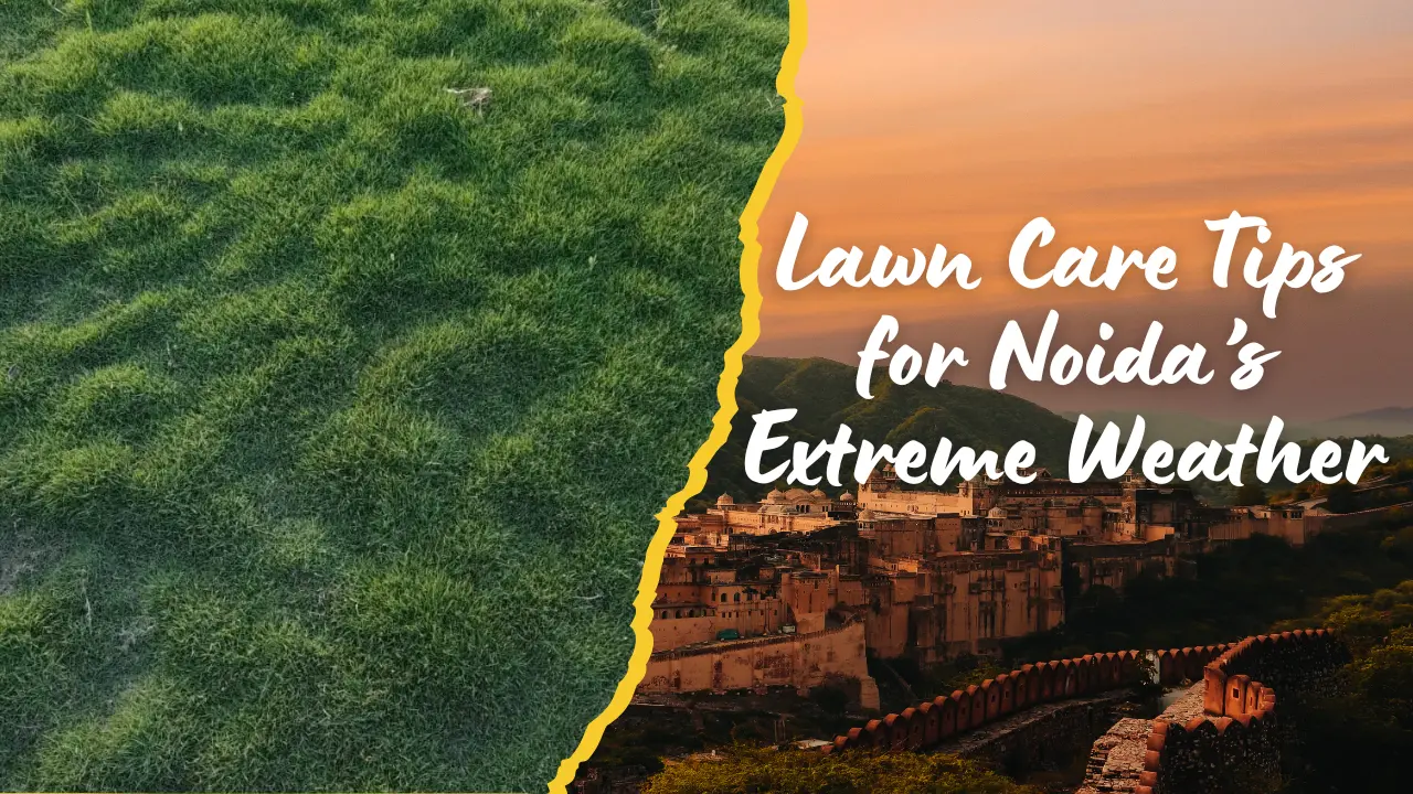 Lawn Care Tips for Noida’s Extreme Weather Solutions - Balaji Nursery