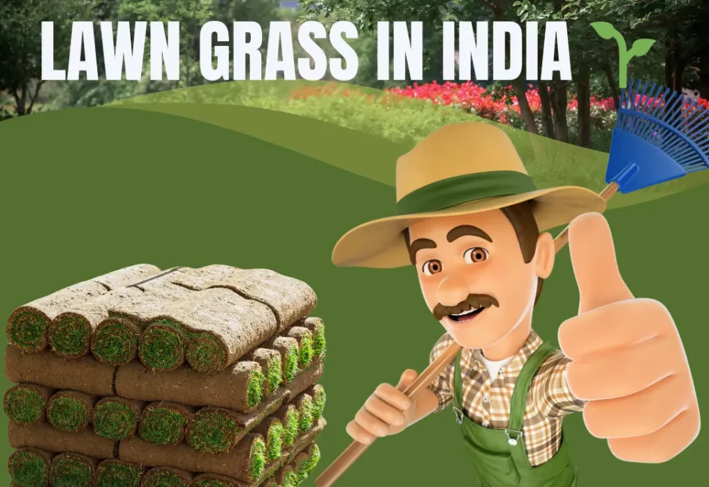 Natural Lawn Grass FAQs India: Choosing the Best Type - Balaji Nursery