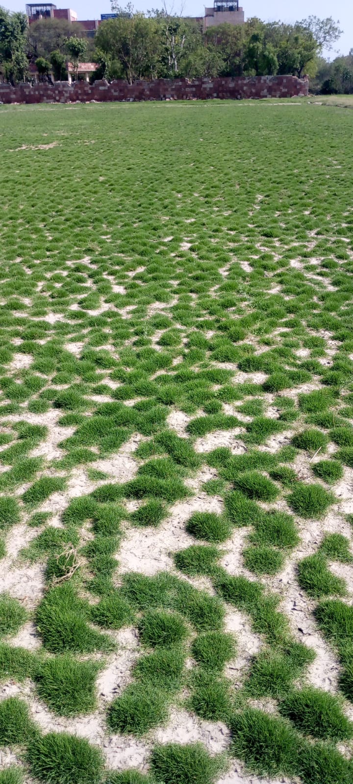 Seeding vs Turfing Lawn Grass in India for Beginners - Balaji Nursery