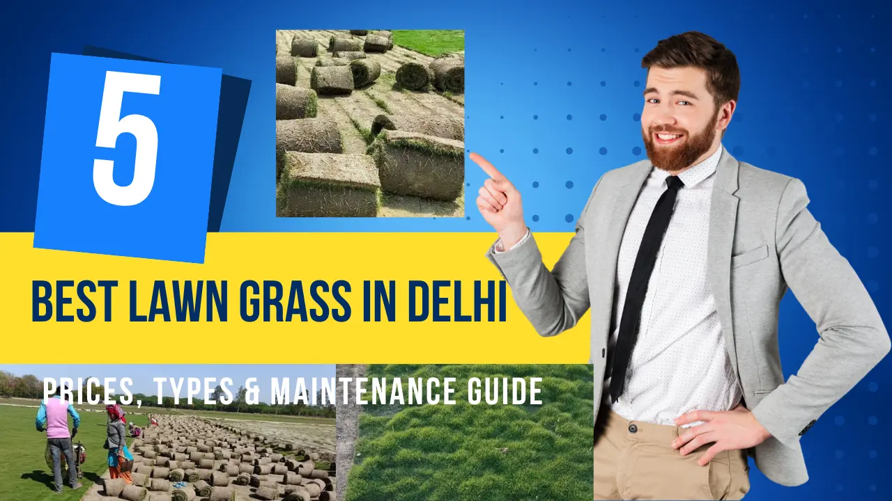 Best Lawn Grass in Delhi: Top Varieties to Choose - Balaji Nursery