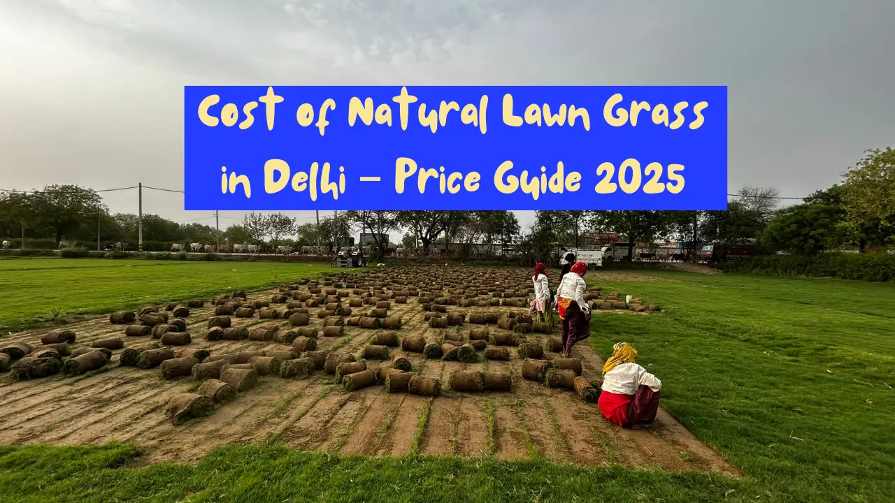 Natural Lawn Grass Cost in Delhi 2025 (Updated Price Guide + Best Deals)