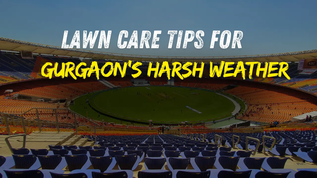 Lawn Care Tips for Gurgaon’s Harsh Weather Strategies - Balaji Nursery