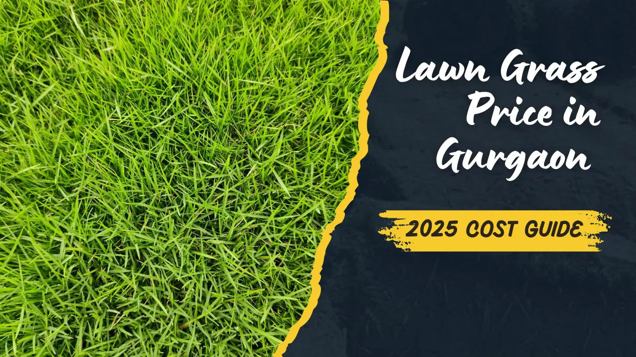 Lawn Grass Price in Gurgaon: 2025 Cost Overview - Balaji Nursery