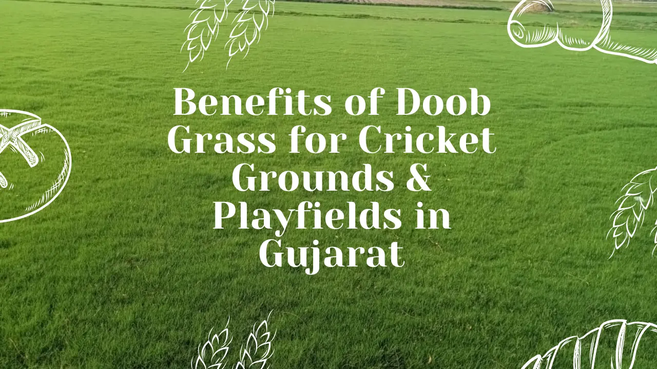 Doob Grass for Cricket Grounds in Gujarat Care Tips - Balaji Nursery